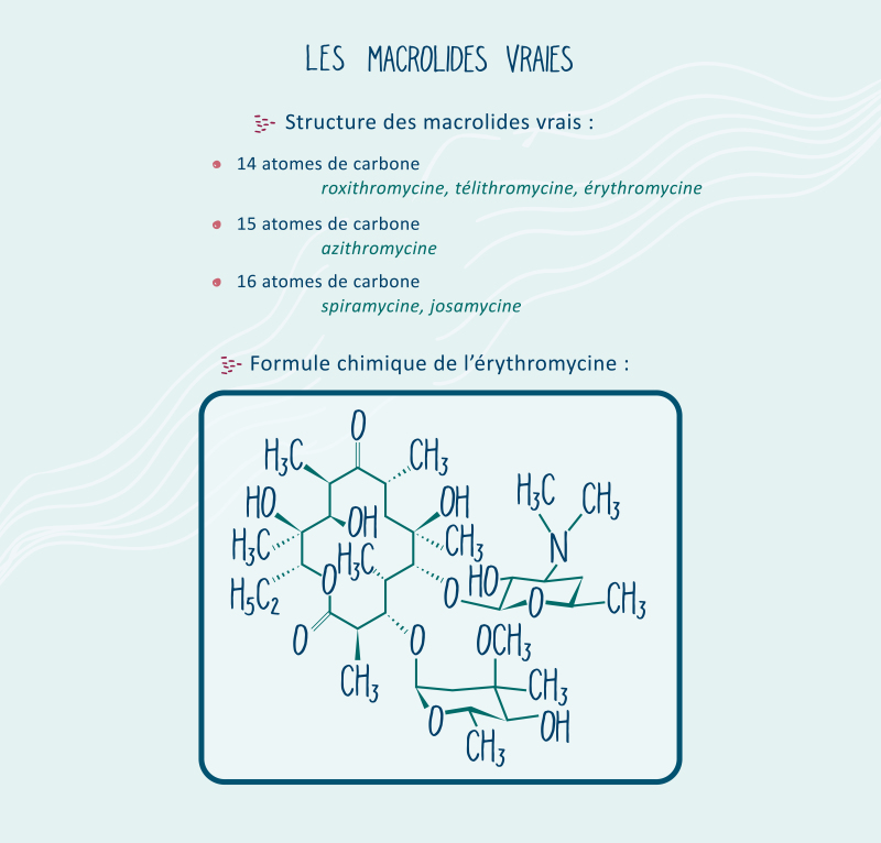 macrolides et apparentées [Basiques antibiotiques]